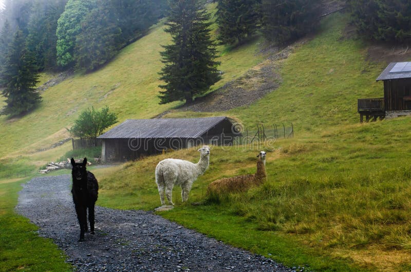 Three Beautiful Multi-colored Llamas in the Mountains on a Foggy ...