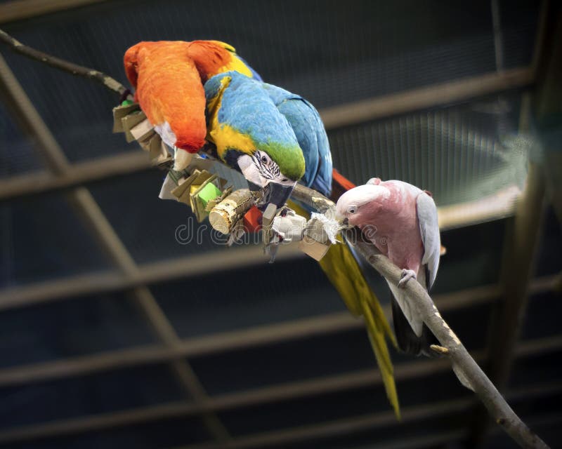 Three Beautiful Parrots are Sitting on a Branch Stock Photo - Image of ...