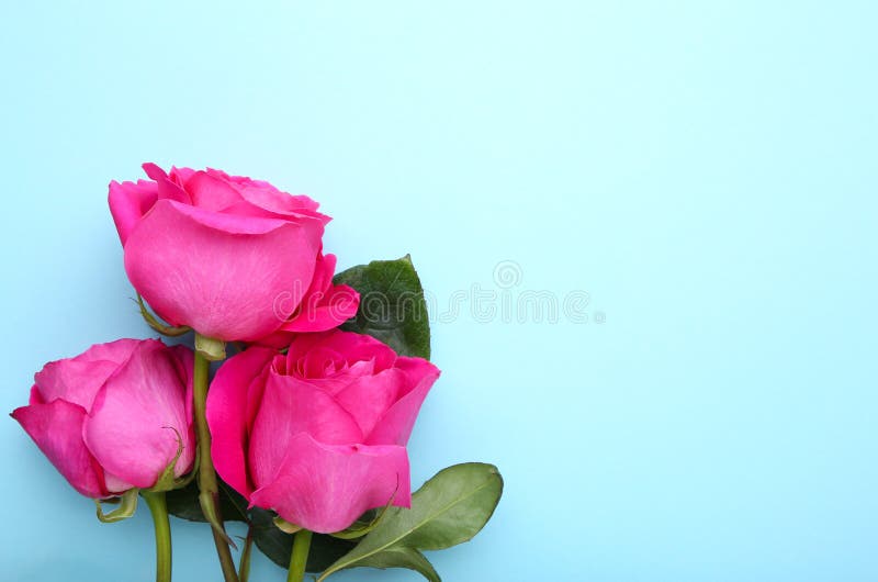 Three Beautiful Pink Roses on Blue Background Stock Image - Image of ...