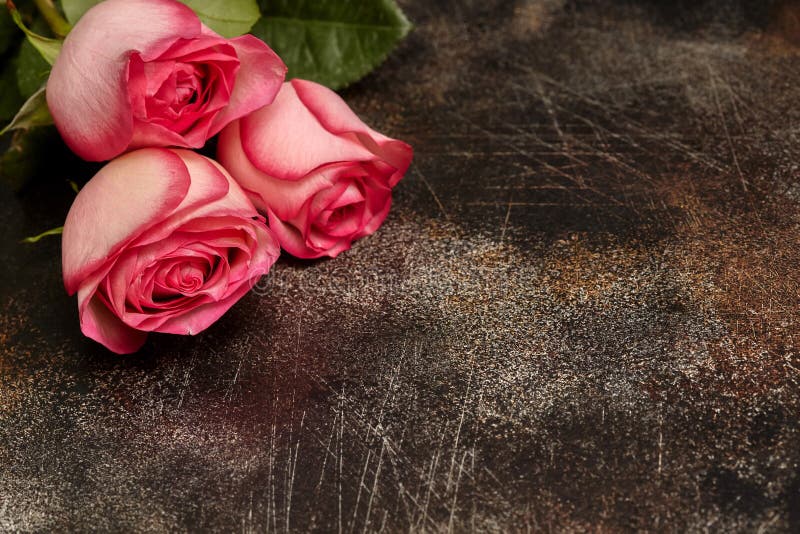 Three Beautiful Pink Roses on Brown Background Stock Photo - Image of ...