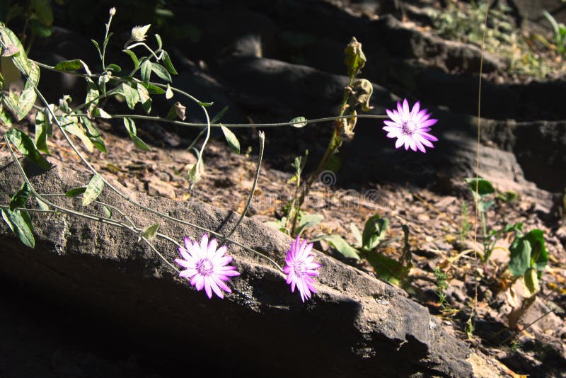 Crumbling Wall Flowers Stock Photos - Free & Royalty-Free Stock Photos ...