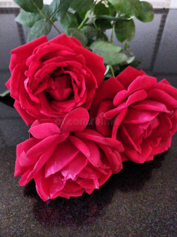 Three Beautiful Red Rose with Stems and Green Leaves Image Studio ...