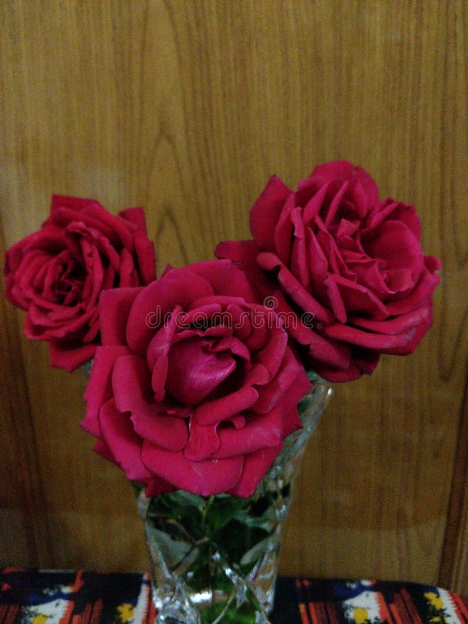 Three Beautiful Red Rose with Stems and Green Leaves Image Studio ...