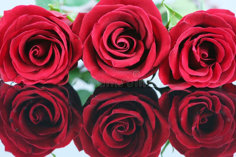 Three beautiful red roses stock photo. Image of pretty - 3691242