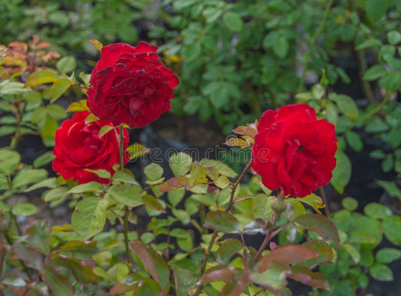 Three beautiful red roses. stock image. Image of blossoming - 97662495