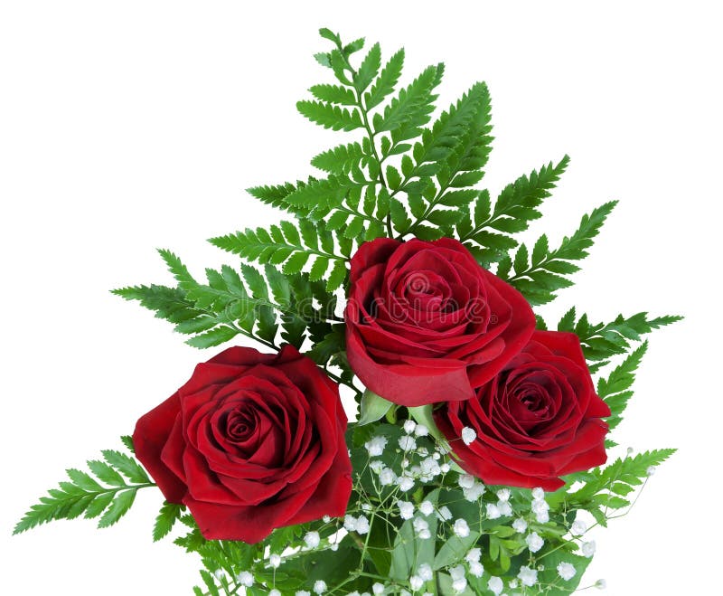 Three Beautiful Red Roses with Fern Stock Image - Image of flora, white ...