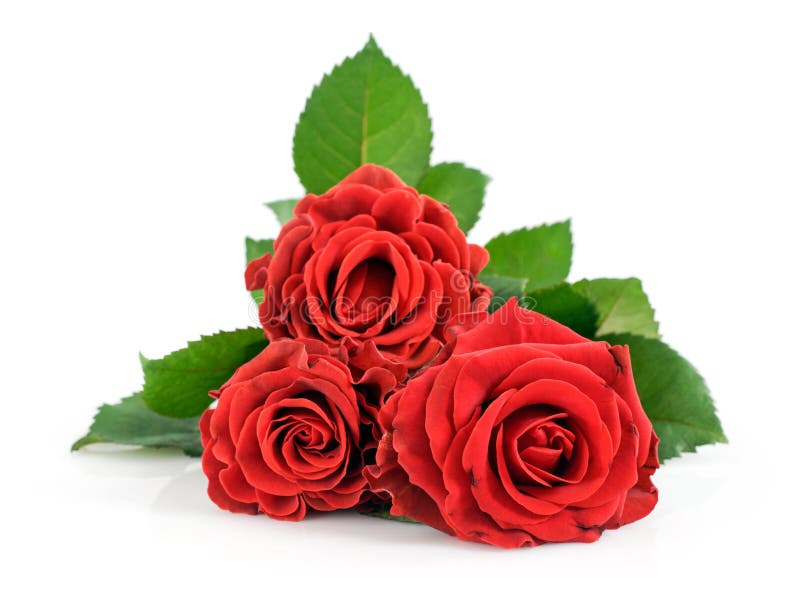 Three beautiful red roses stock image. Image of leaf - 68681179