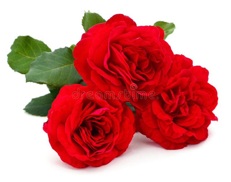 Three beautiful red roses stock image. Image of three - 210709175