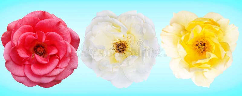 Three Beautiful Roses on a Blue Background. Photo is for Cards and ...
