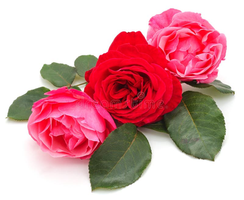 Three red roses stock photo. Image of bouquet, love - 156546942