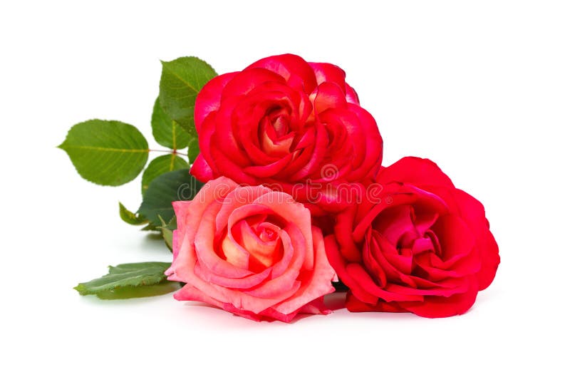 Three beautiful roses stock photo. Image of garden, fragility - 256569670
