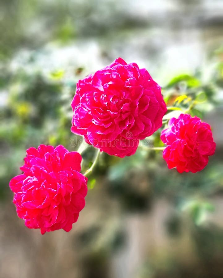 Three Beautiful Roses Nature Beauty Stock Photo - Image of roses ...