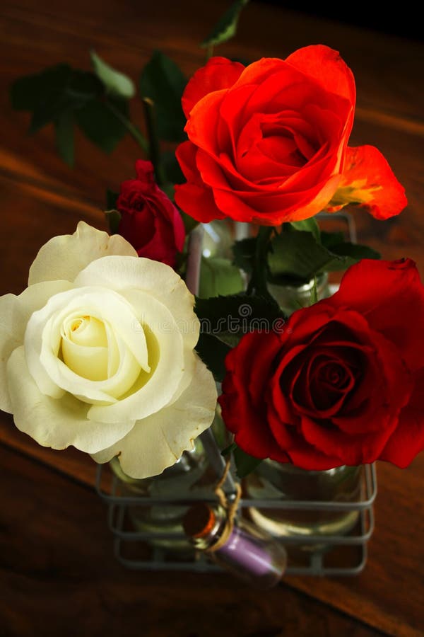 Three beautiful roses stock image. Image of roses, colorful - 145851245