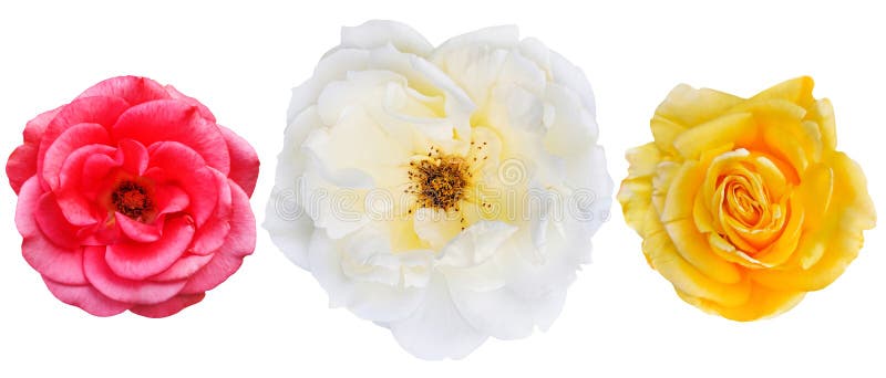 Three Beautiful Roses on a White Background. Photo is for Cards and ...