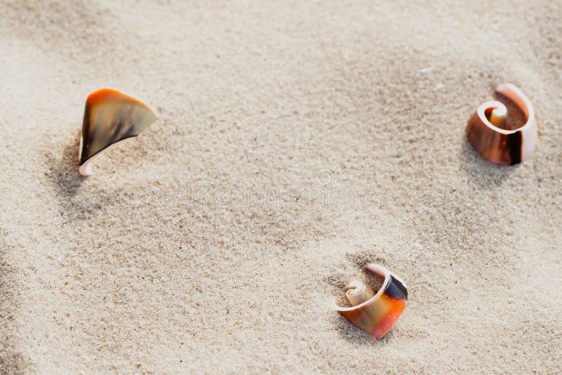 Three Beautiful Sea Shells on a Beach , Afternoon Sun, Selective Focus ...