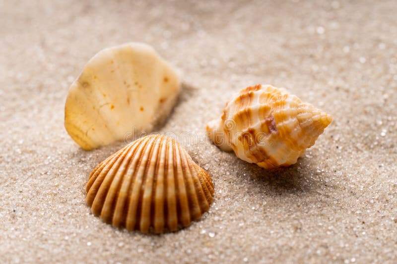 Three Beautiful Shells Lying on the Sand Stock Photo - Image of ...
