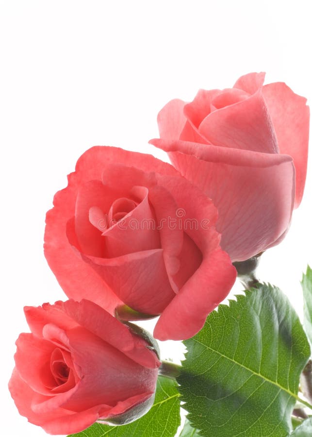 Three Small Pink Rose Flowers Isolated on White Background Stock Image ...