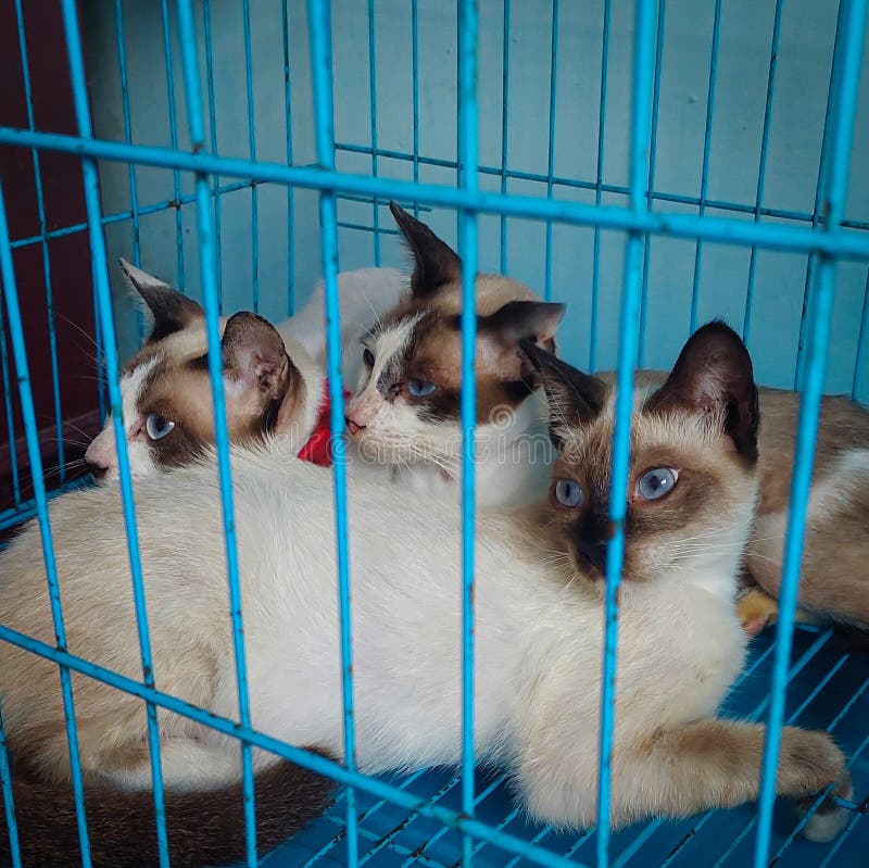 Three Beautiful Sweet Cats in the Cage Stock Photo - Image of sweet ...