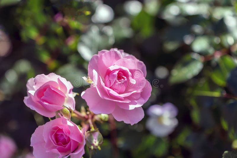 Three Beautiful Tea Roses on the Branches of a Bush Stock Image - Image ...