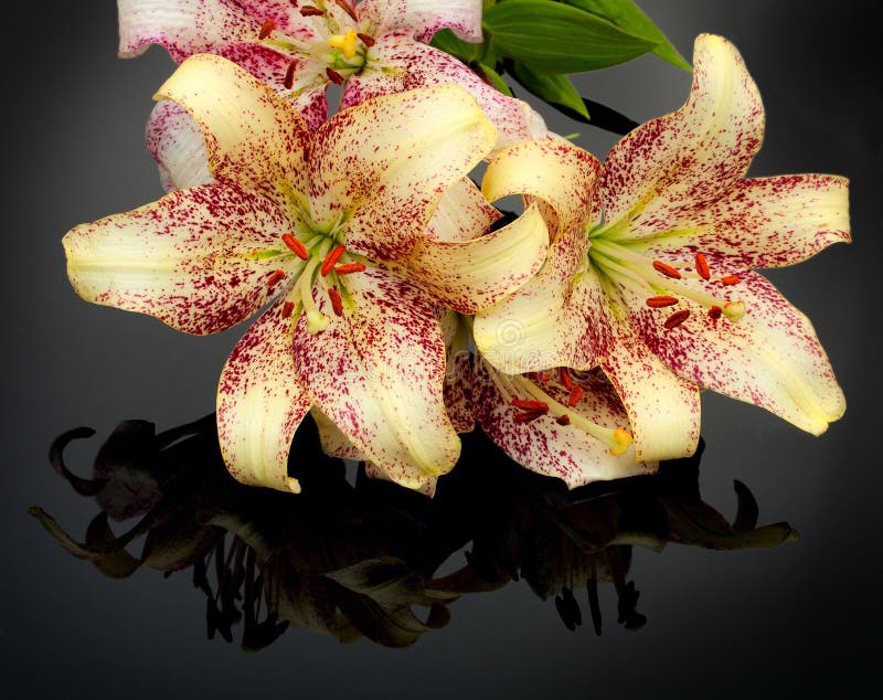 Three Beautiful Unusual Tiger Lilies with Mirroring Over Black ...