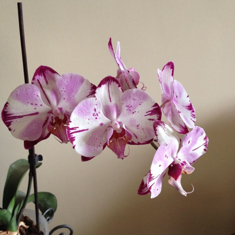 Three Orchids on Top of a Table Near a Wall Stock Photo - Image of ...