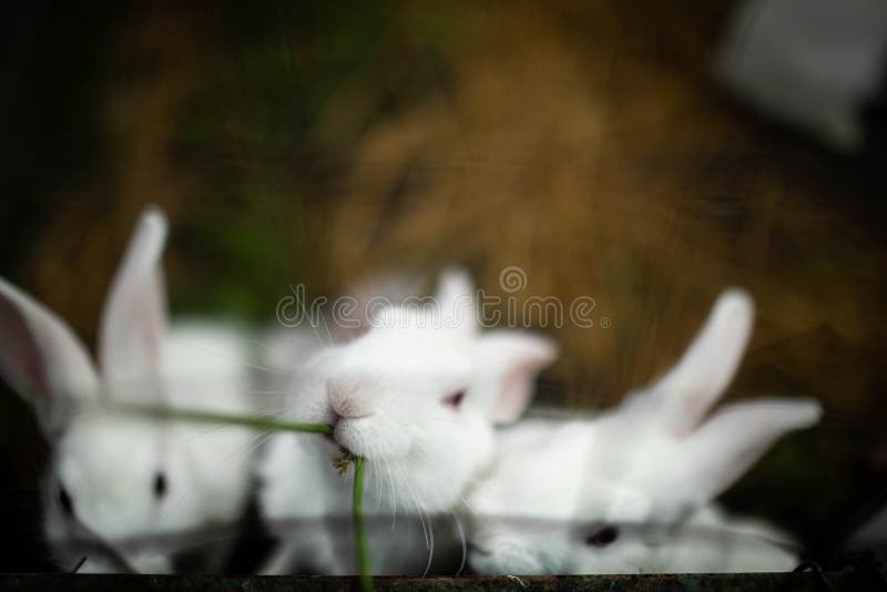 Three Beautiful White Rabbits in a Cage, One of Them is Eating Grass ...