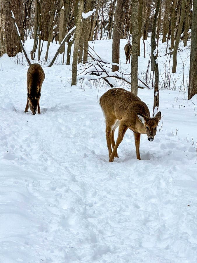 Three Beautiful Whitetail Deer during Wisconsin Winter Stock Image ...