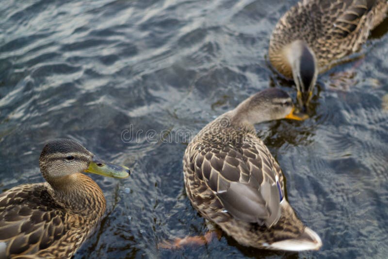 Three Wild Ducks on the River are Fighting Stock Image - Image of birds ...