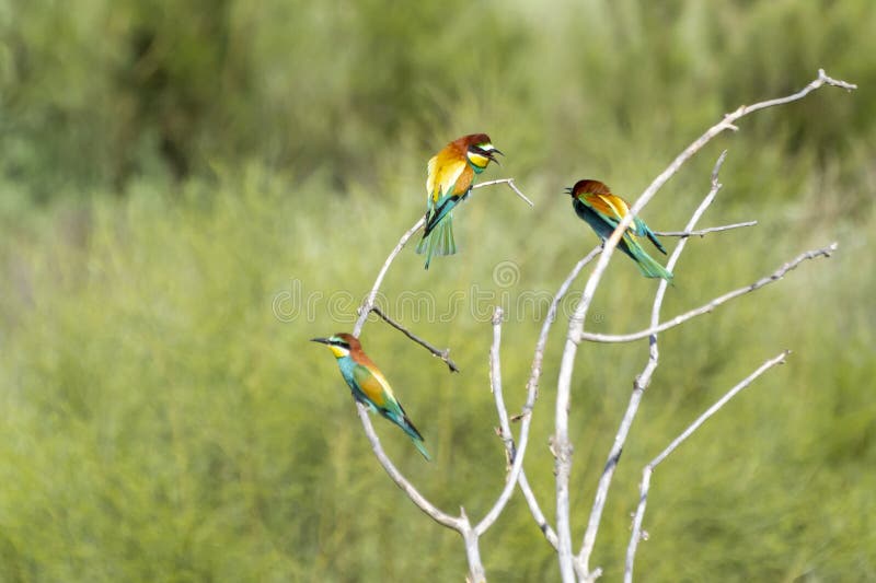 Three Bee-eaters Arguing with Each Other Stock Image - Image of forest ...