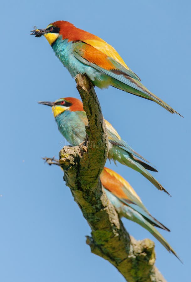 Three Bee-eaters during a Feast Stock Image - Image of insects, green ...