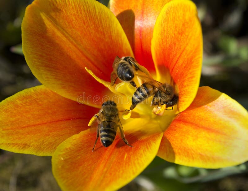 Three bee on the flower. stock image. Image of tulip - 14306173