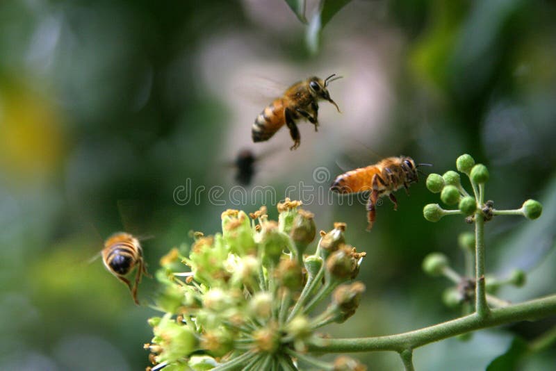 Three bees stock photo. Image of feed, field, nature, working - 1119232