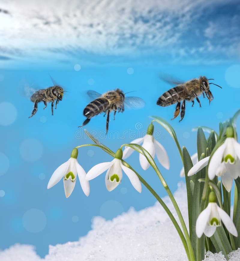 Three Bees Feeding and Working Together Stock Photo - Image of wings ...