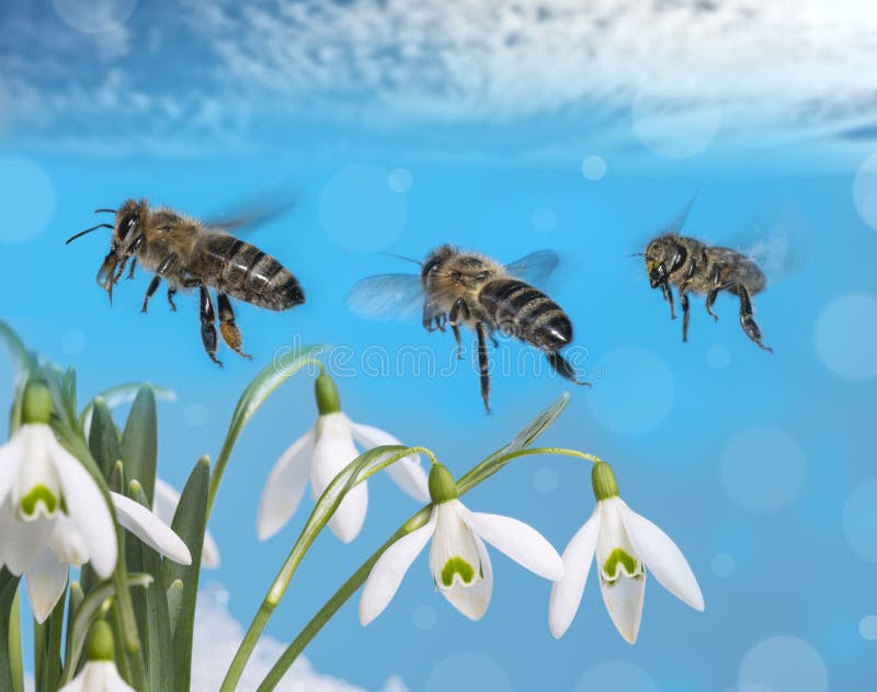 Three Bees Feeding and Working Together Stock Photo - Image of wings ...