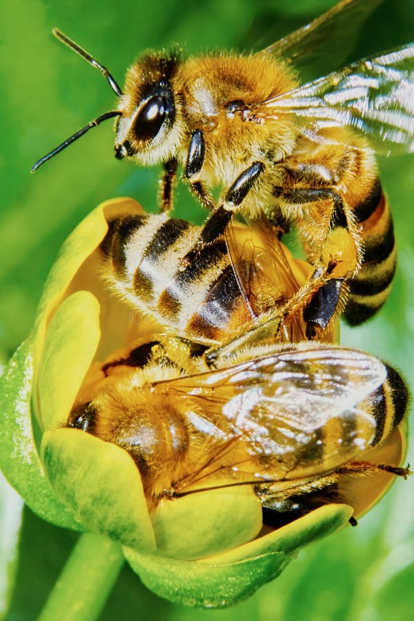 Bees fighting for pollen stock image. Image of petals - 42709719