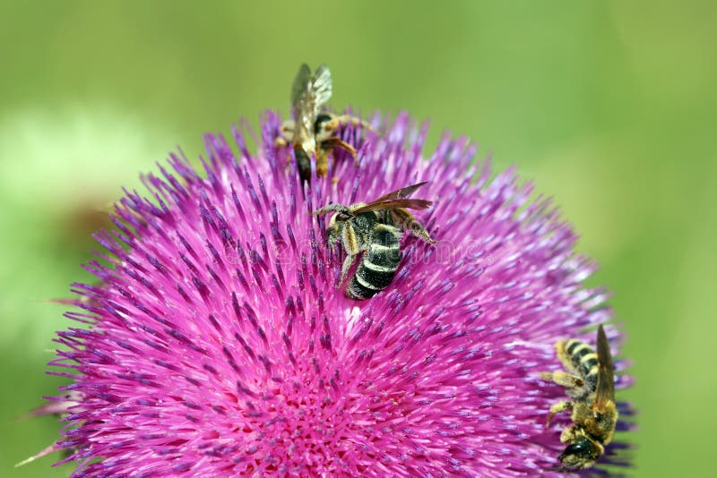 Three Bees Feeding and Working Together Stock Photo - Image of wings ...