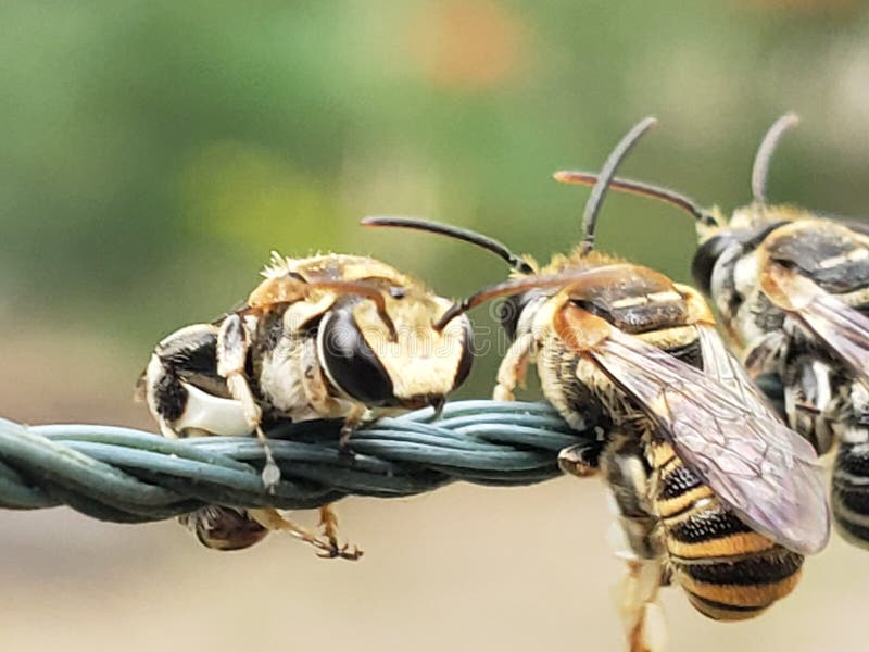 Three Bees Resting on a Twisted Wire Stock Photo - Image of green ...