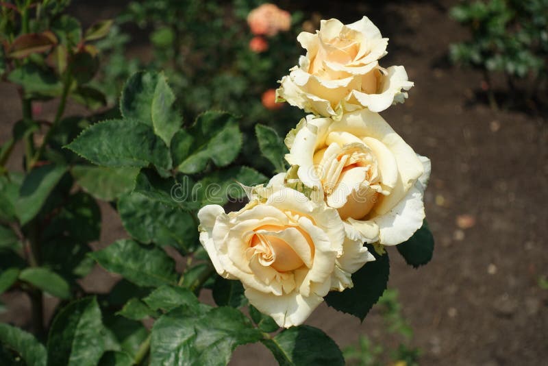 Three Beige Flowers of Roses Stock Photo - Image of perennial, foliage ...
