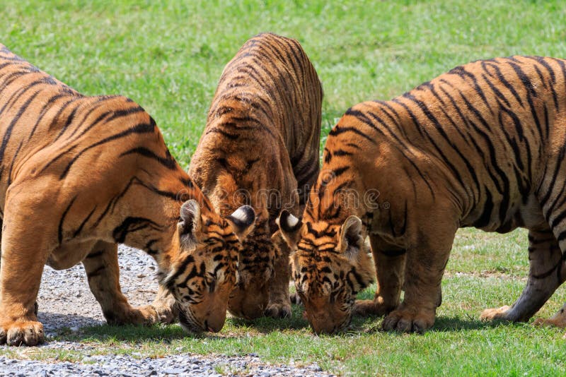 Three of Bengal Tiger in Field Stock Photo - Image of feed, danger ...