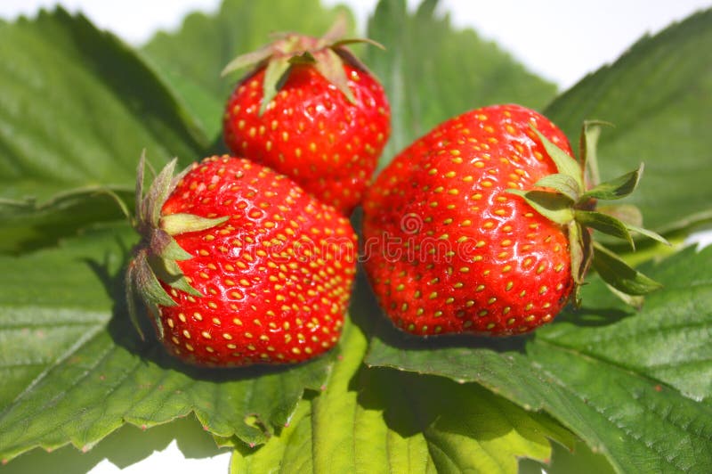 Strawberry plant stock photo. Image of food, strawberry - 25479576