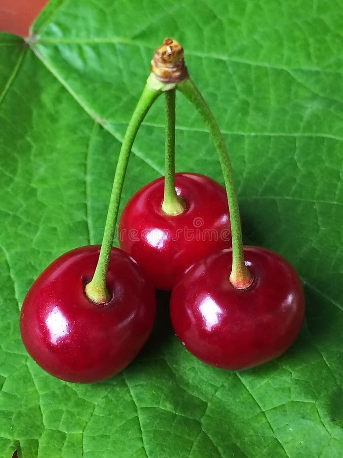 Three Berries of Sweet Cherry Stock Image - Image of fresh, shiny: 94454143