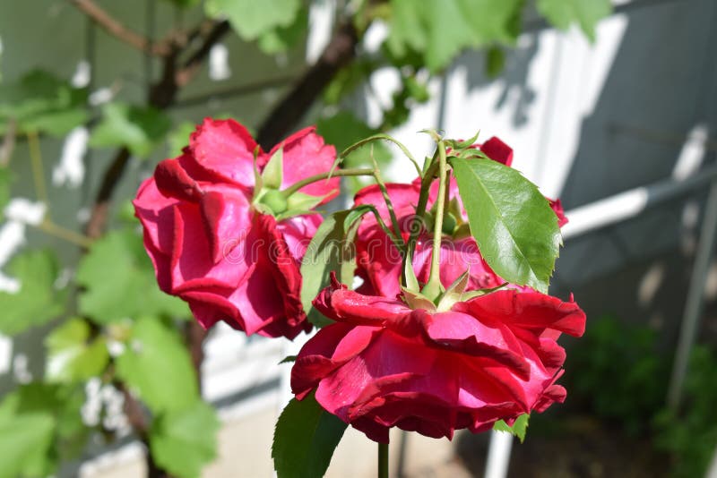 Three red roses stock image. Image of garden, green - 242870055