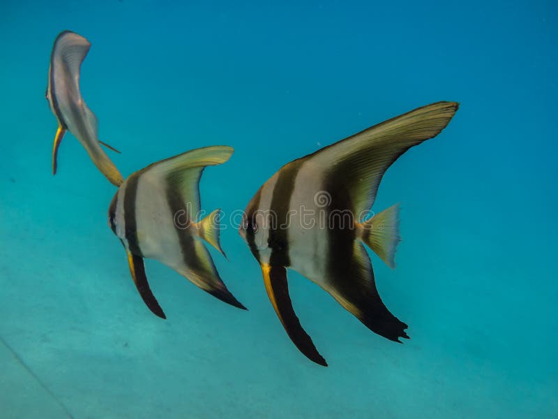 Three big butterflyfishes stock photo. Image of deep - 89003342
