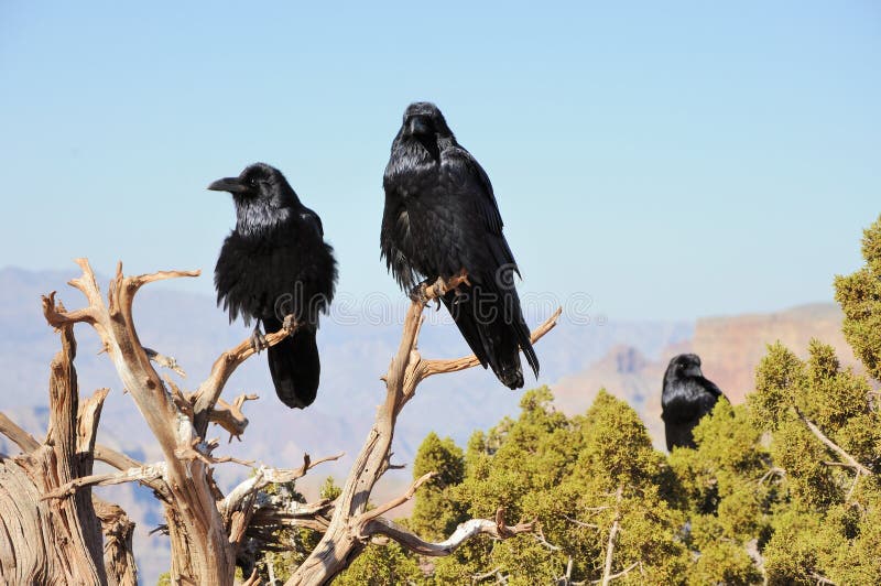 Three big crows stock photo. Image of mountains, raven - 22222468