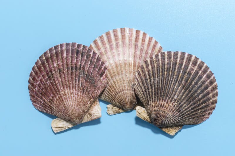 Scallops/sea Shells on a White Background Stock Photo - Image of copy ...