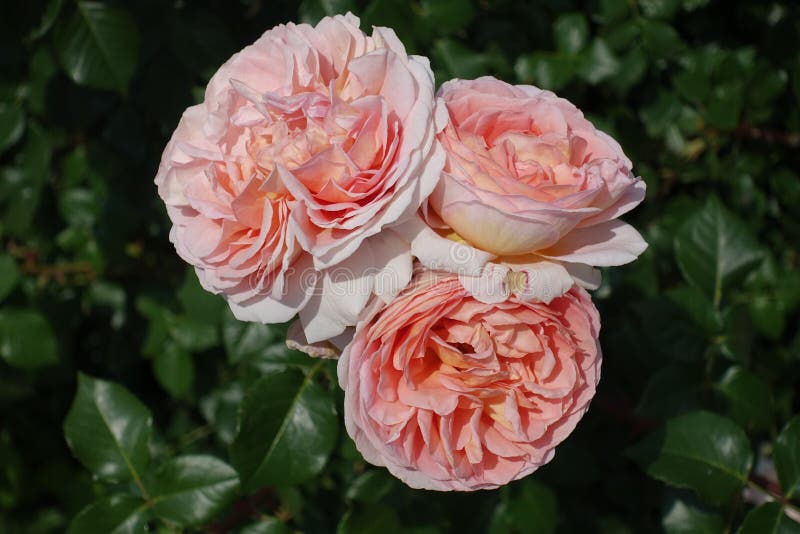 Three Big Light Pink Flowers of Roses Stock Photo - Image of park ...