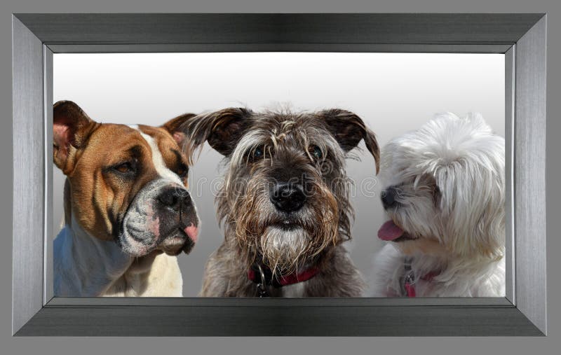 Three Big Dogs in a Modern Silvery Frame Stock Photo - Image of mammal ...
