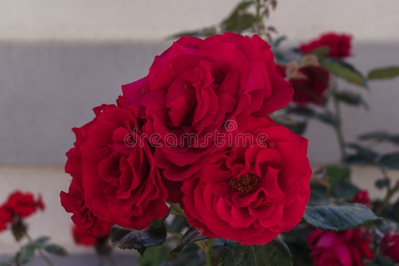 Three Big Red Roses in the Garden. Stock Photo - Image of color ...
