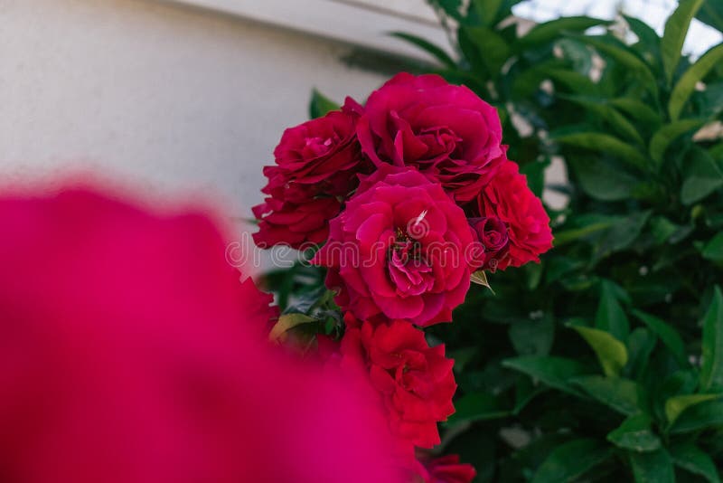 Three Big Red Roses in the Garden. Stock Photo - Image of pink, nature ...