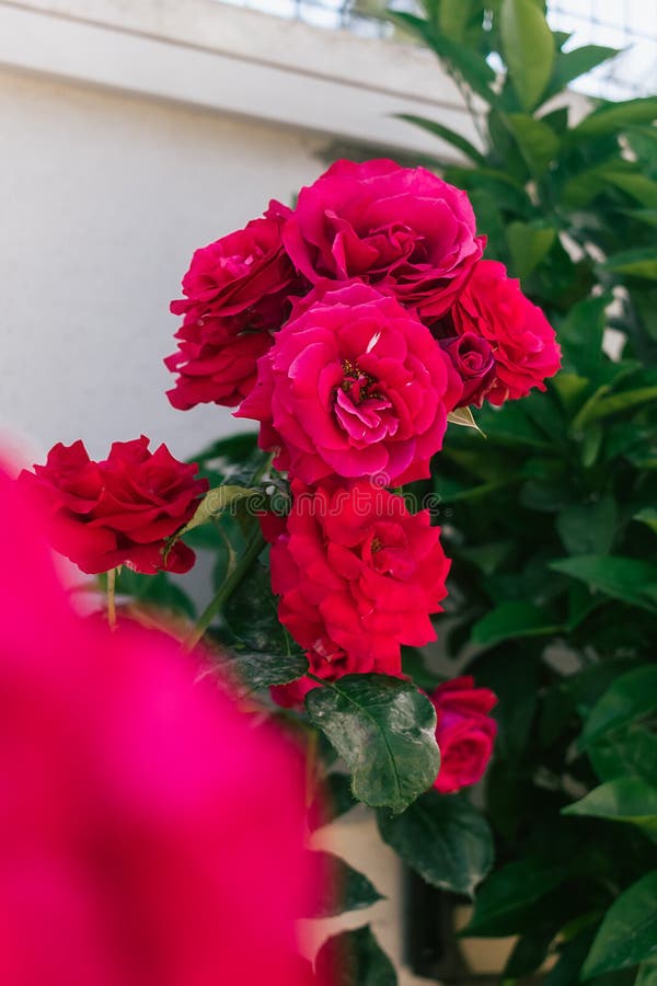 Three Big Red Roses in the Garden. Stock Image - Image of leaf, love ...
